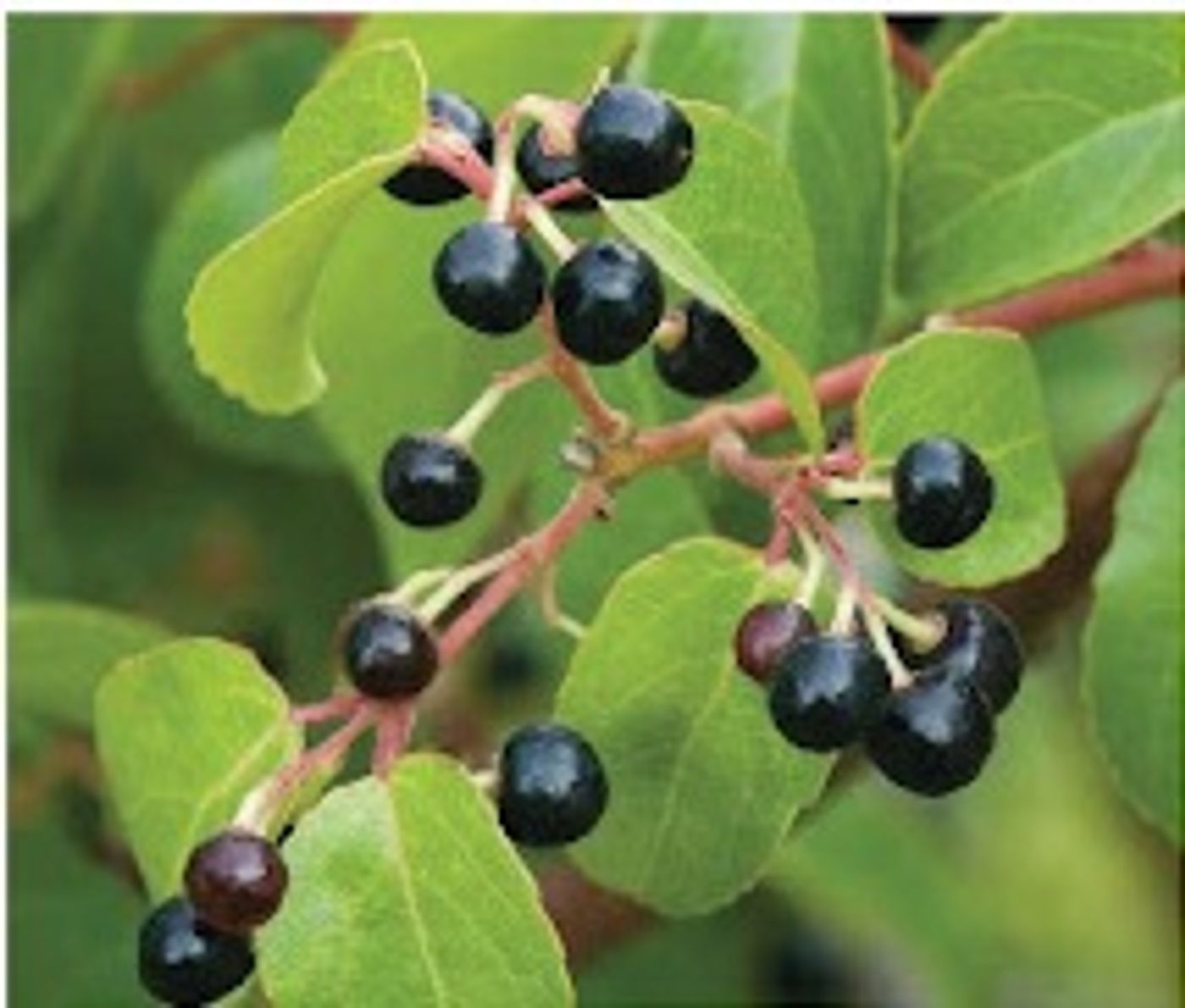 Maqui | Observatorio Institucional CIREN