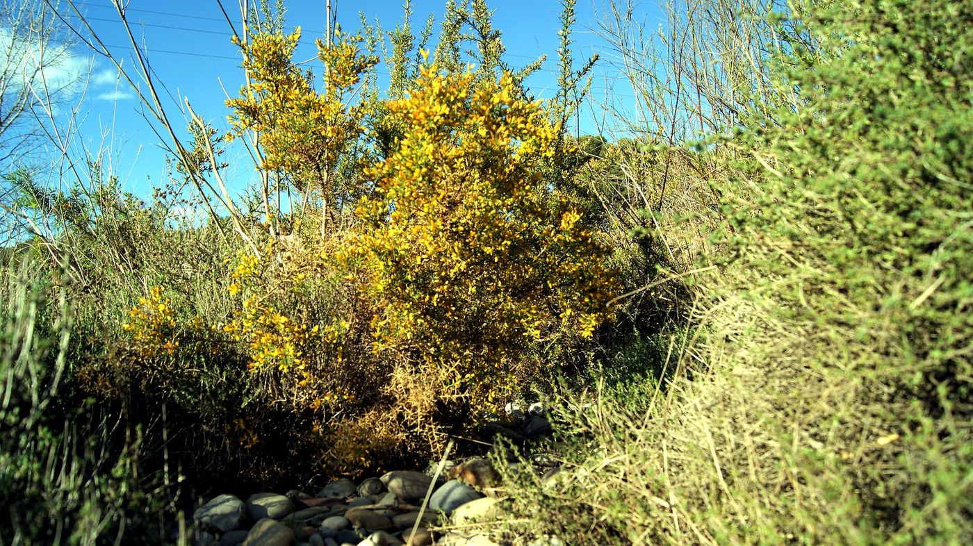 Matorral Semidenso | Observatorio Institucional CIREN