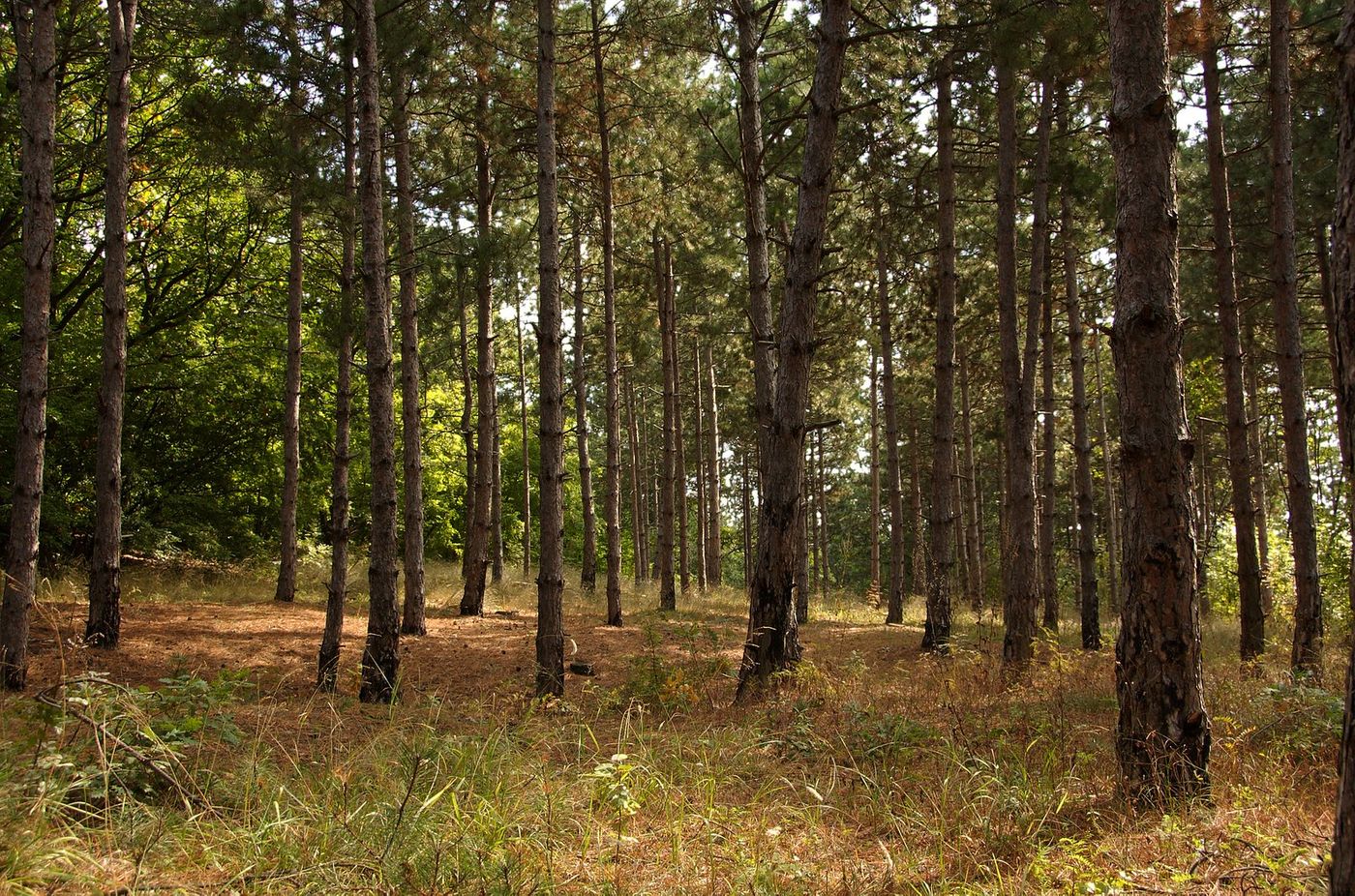 Plantacion Forestal Adulta | Observatorio Institucional CIREN