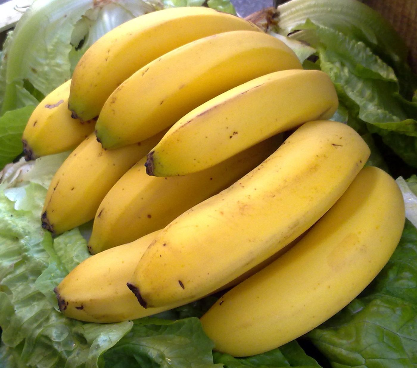 Plátano | Observatorio Institucional CIREN